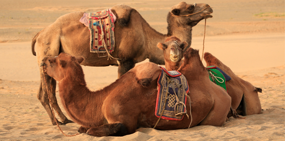 Gobi Gurvan Saikhan National Park | Southern Mongolia